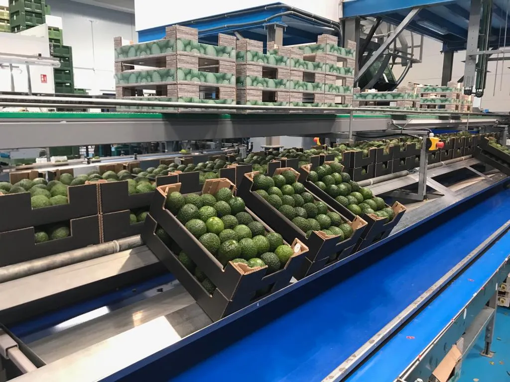 Unlocking Efficiency with an Avocado Processing Line Machine | Machine4africa